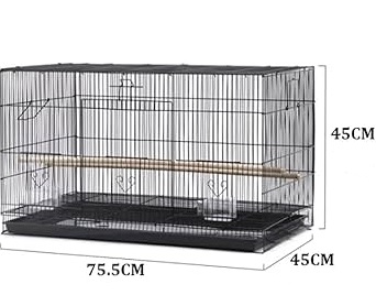 Pet Cockatiel Care – Brisbane Cockatiels
