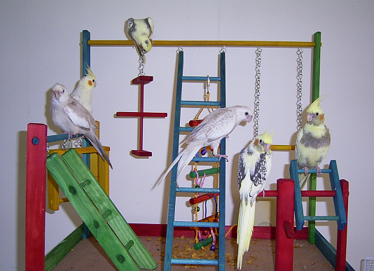 Pet Cockatiel Care – Brisbane Cockatiels